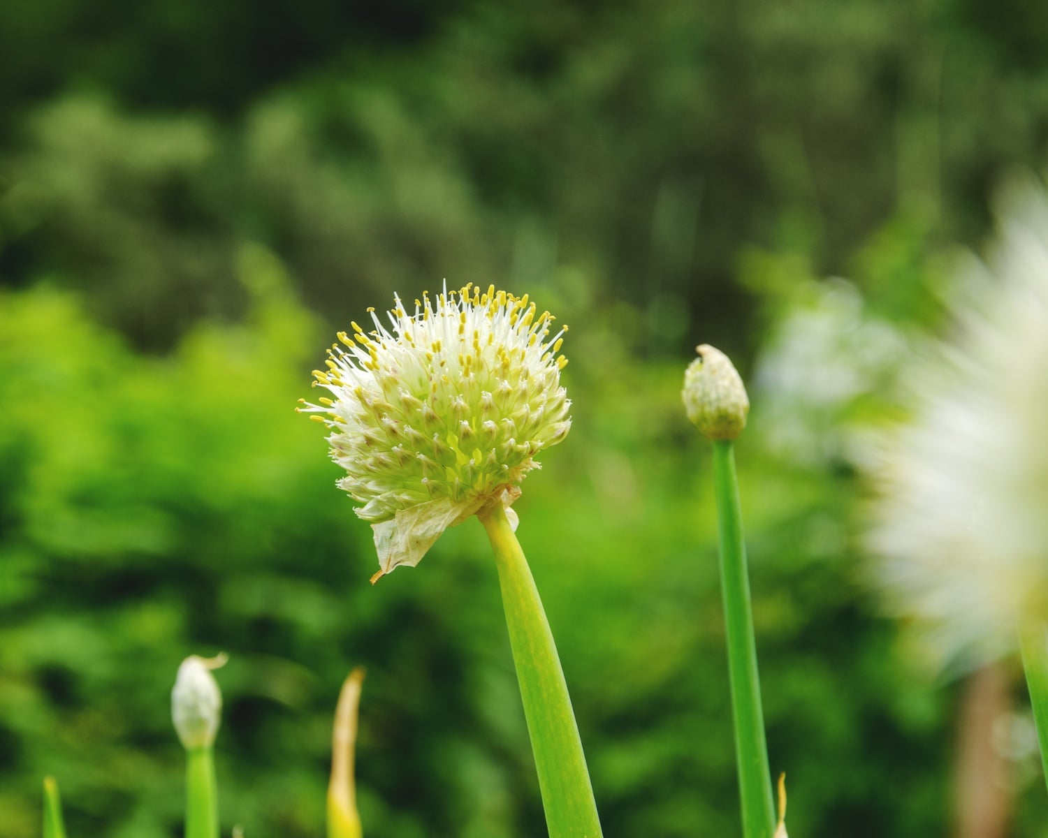 Eat Your Veggies: 11 Vegetables That Start with W - Namely Marly