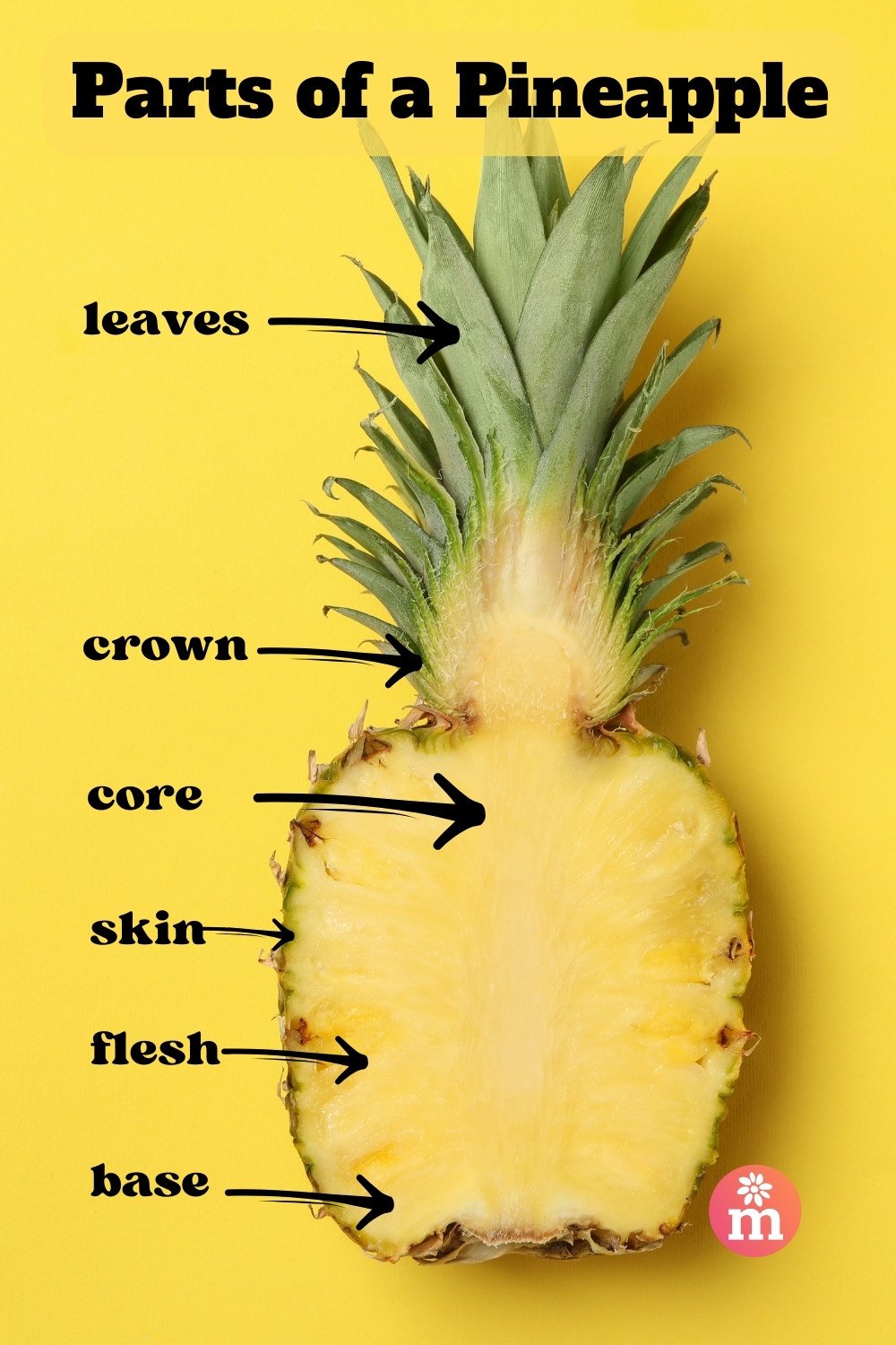 Anatomy Of Pineapple Pineapple (Ananas Comosus L. Merr.), Waste