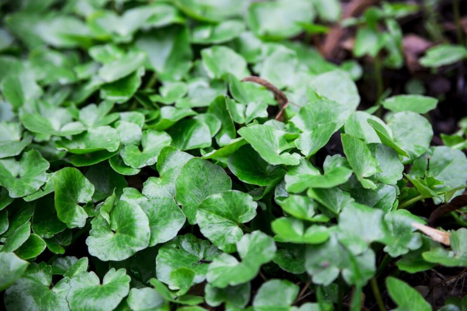 Vegetables That Start with U - Namely Marly